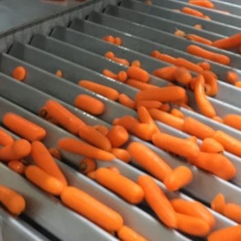 Calibreuse trieuse carottes - matériel pour carottes - Mulot Agro