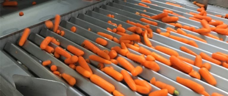 Calibreuse trieuse carottes - matériel pour carottes - Mulot Agro