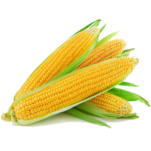 Equipements et matériels pour le maïs - Mulot Agro