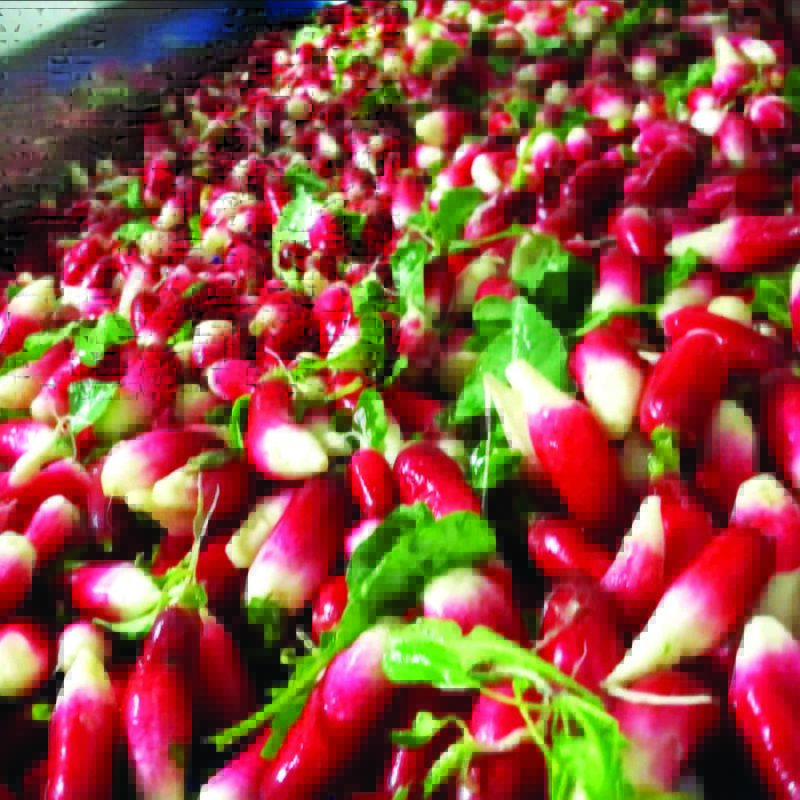 Équeuteuse à radis - Mulot Agro