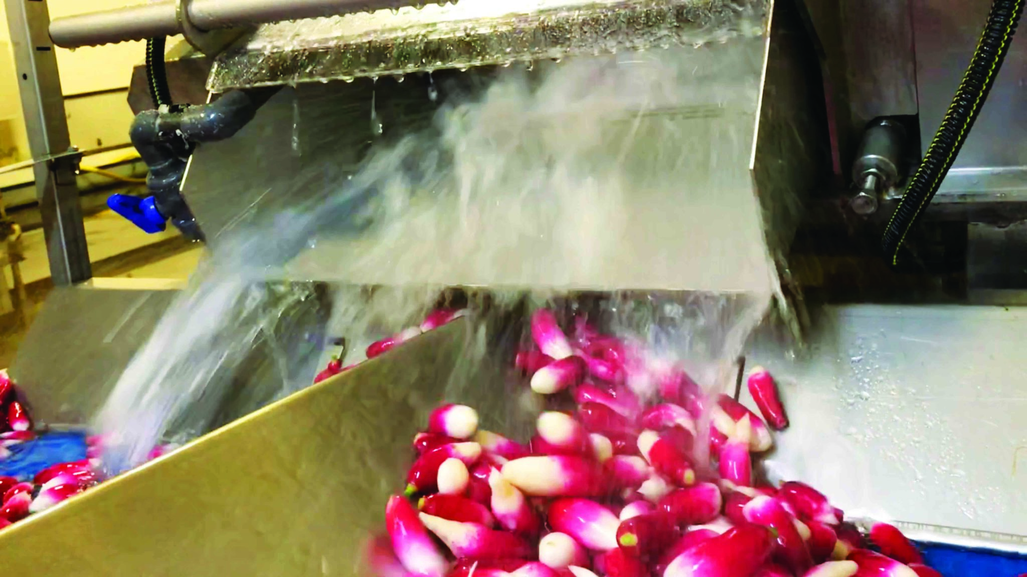 Équeuteuse à radis - Mulot Agro